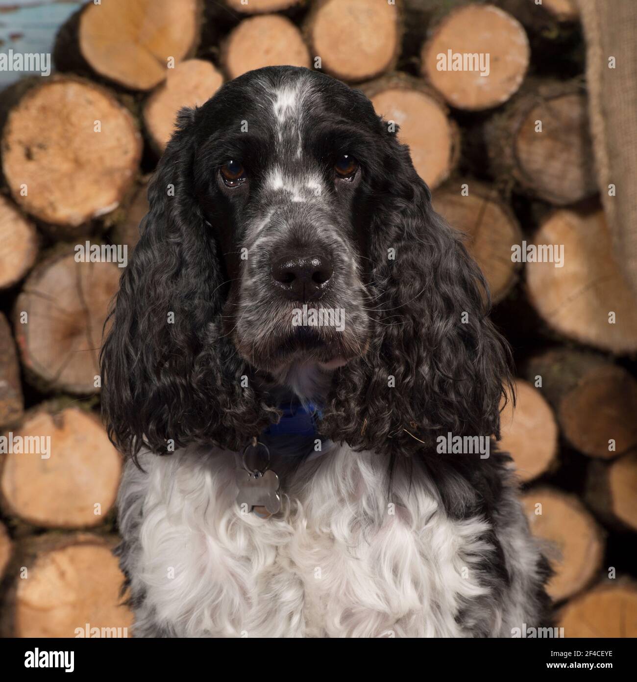 Roano blu immagini e fotografie stock ad alta risoluzione - Alamy