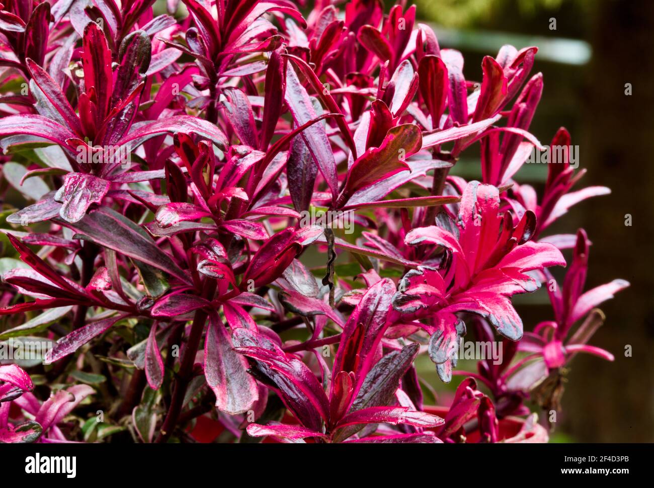 Bordo giardino hebe immagini e fotografie stock ad alta risoluzione - Alamy
