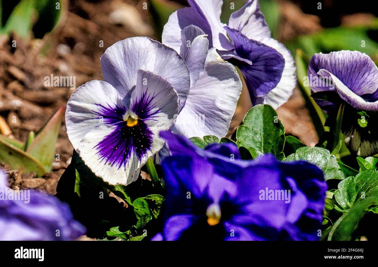 Crocus in fiore immagini e fotografie stock ad alta risoluzione - Alamy