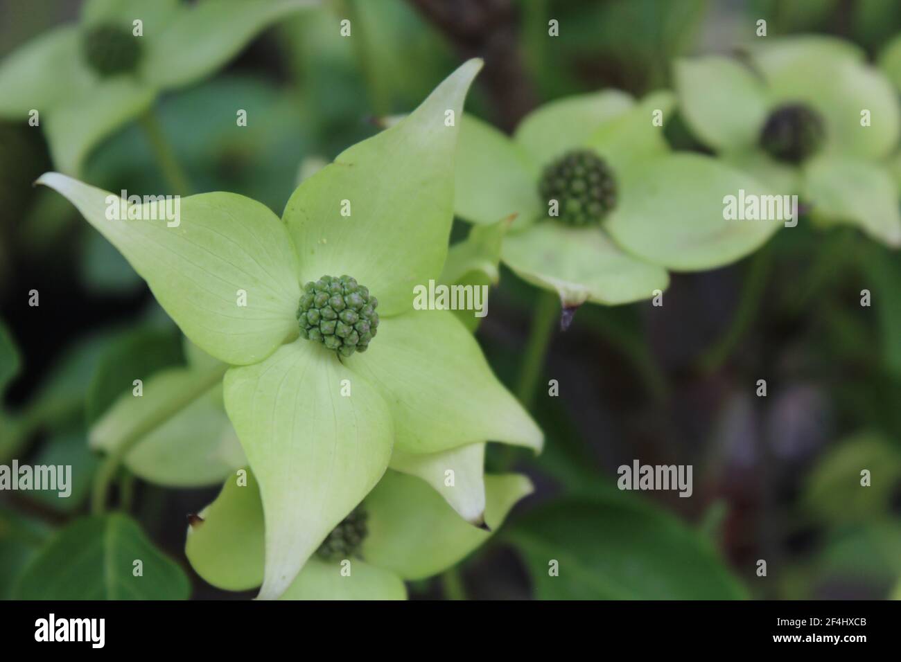 Cornus rutgersensis immagini e fotografie stock ad alta risoluzione - Alamy