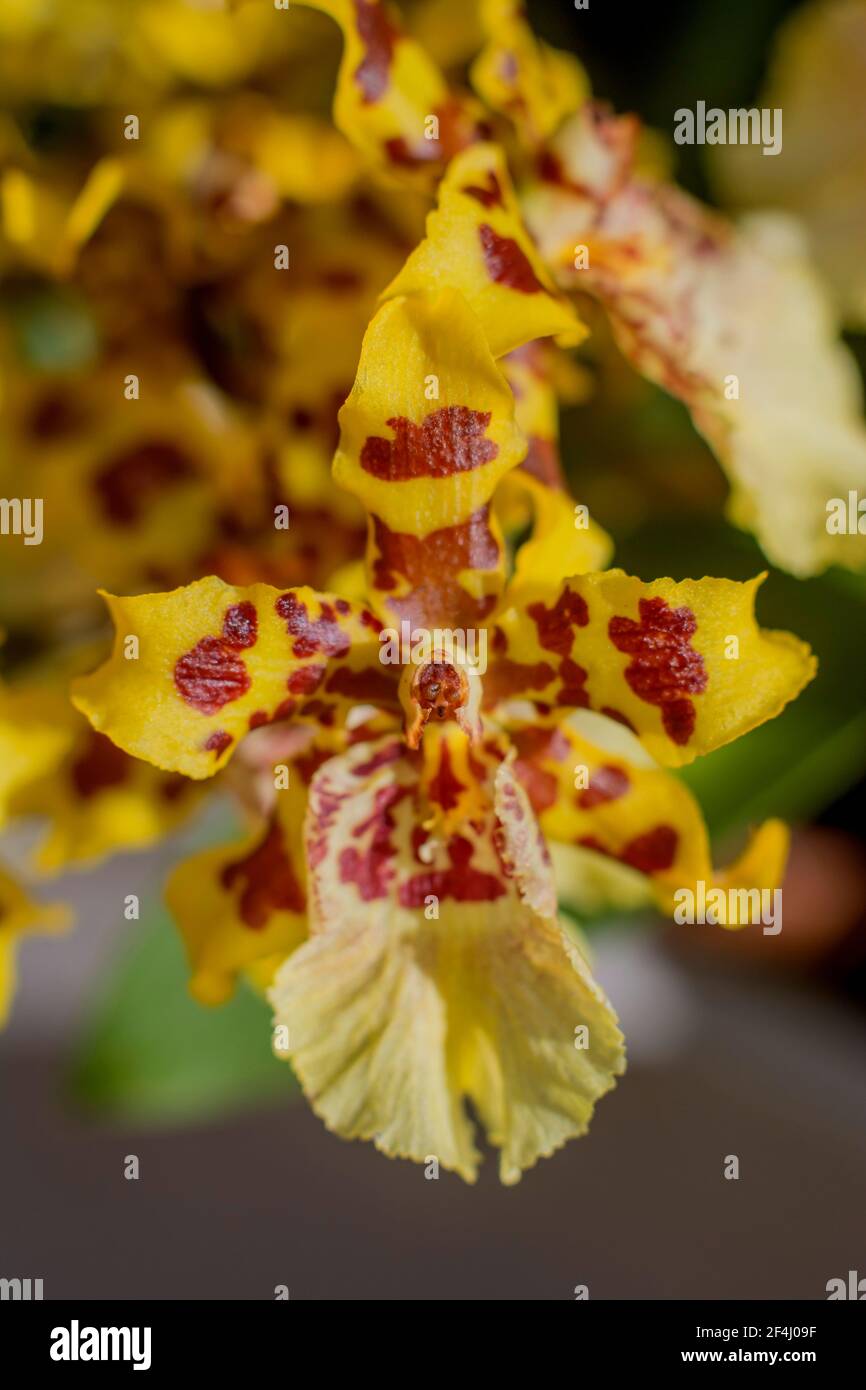 Orchidee colorate immagini e fotografie stock ad alta risoluzione - Alamy