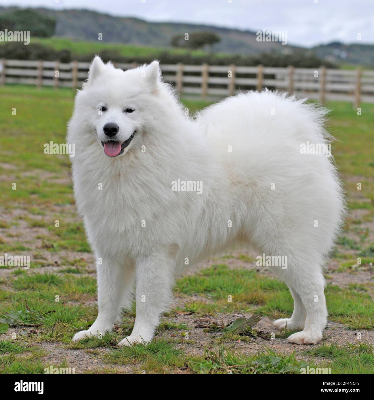 Cane bianco sano immagini e fotografie stock ad alta risoluzione - Alamy