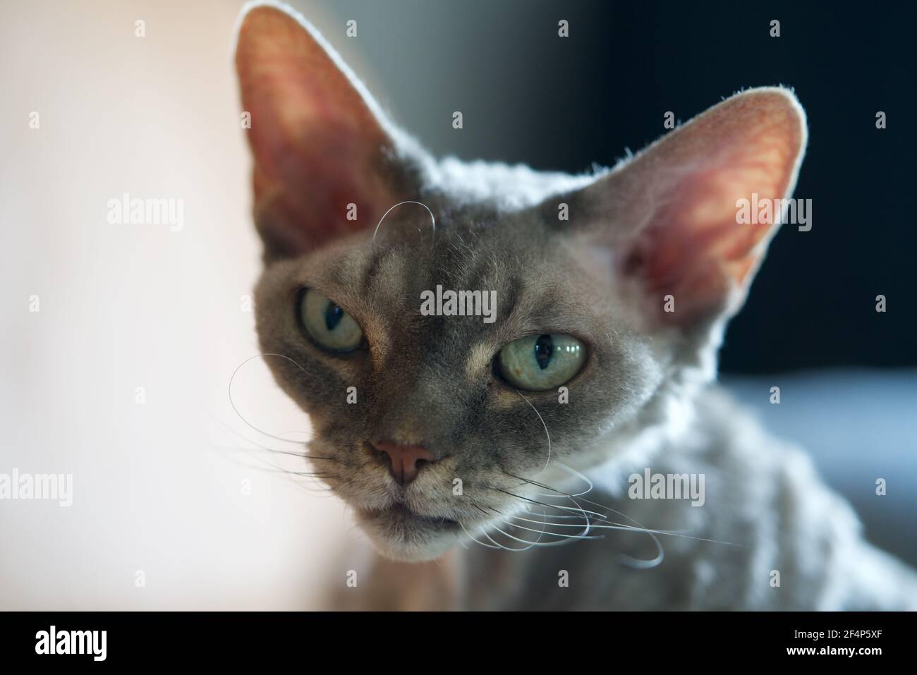 Gatto devon rex immagini e fotografie stock ad alta risoluzione - Alamy