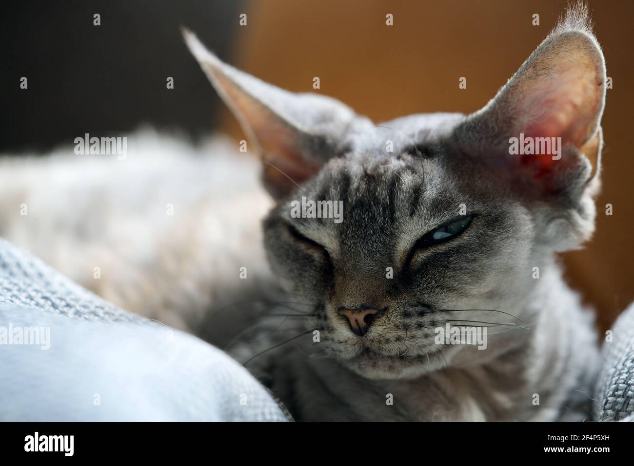 Gatto devon rex immagini e fotografie stock ad alta risoluzione - Alamy