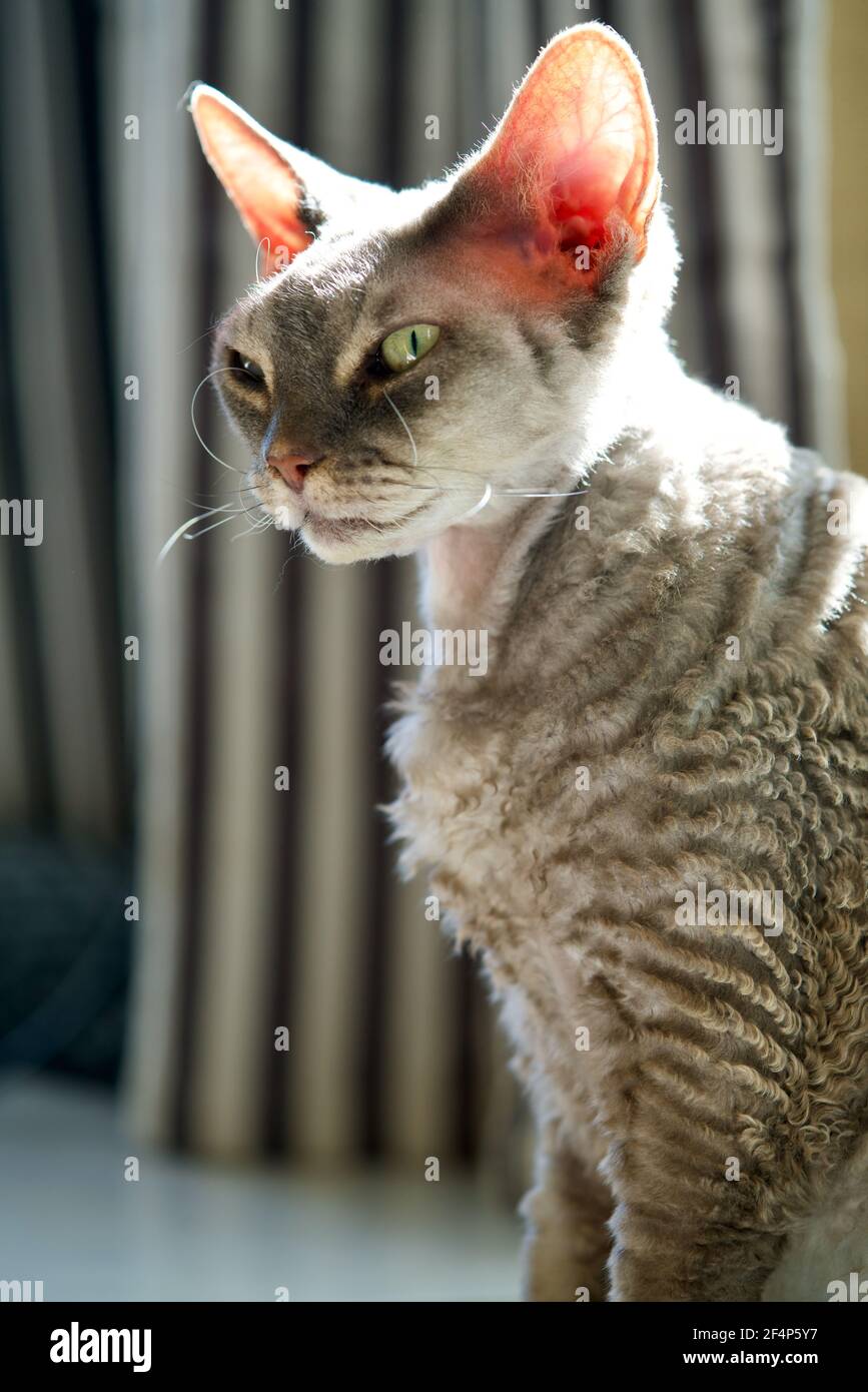 Gatto devon rex immagini e fotografie stock ad alta risoluzione - Alamy