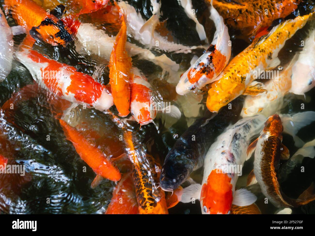 Carpa Koi Giapponese Immagini e Fotos Stock - Alamy