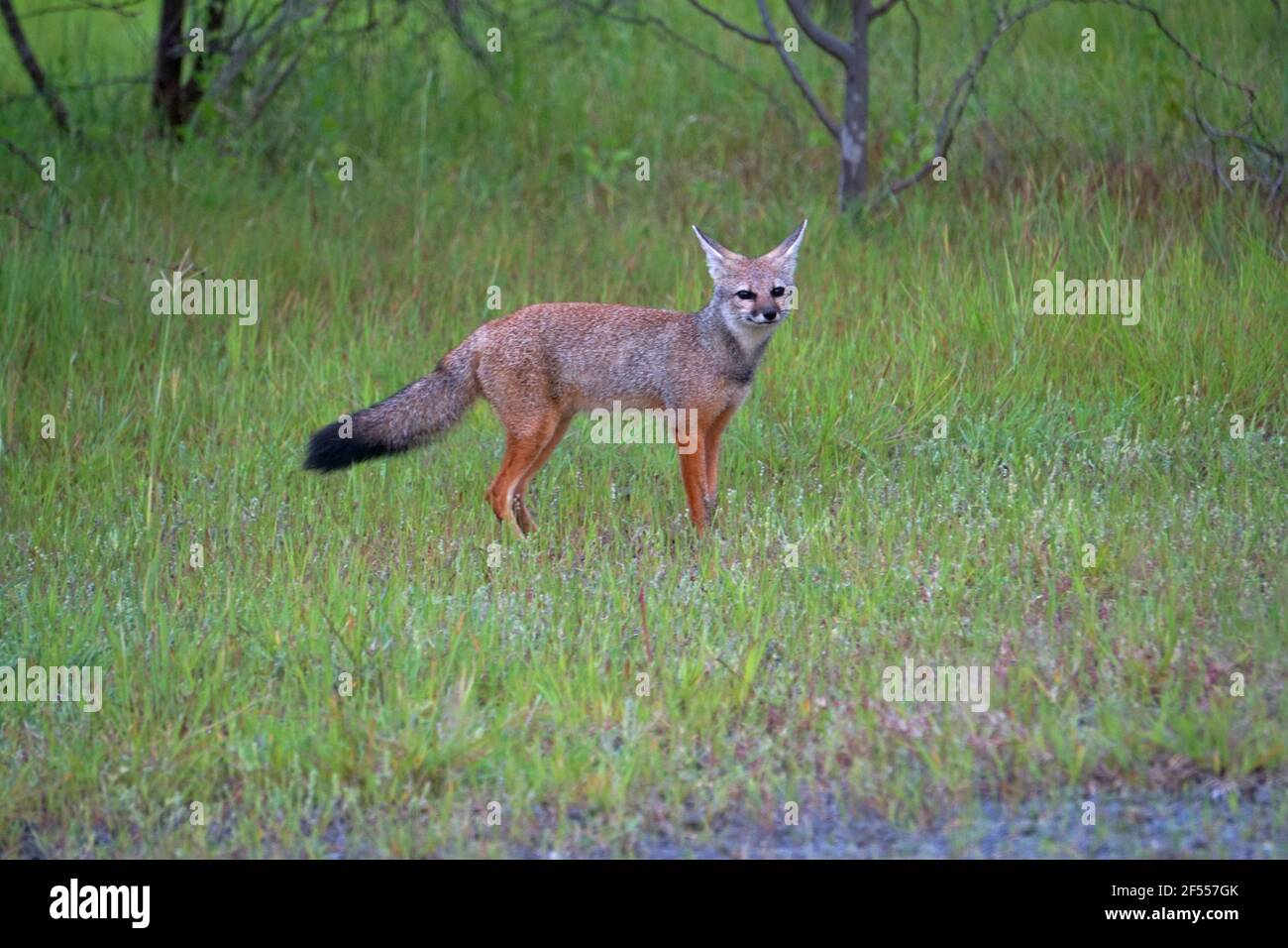 Bengal fox vulpes bengalensis immagini e fotografie stock ad alta ...