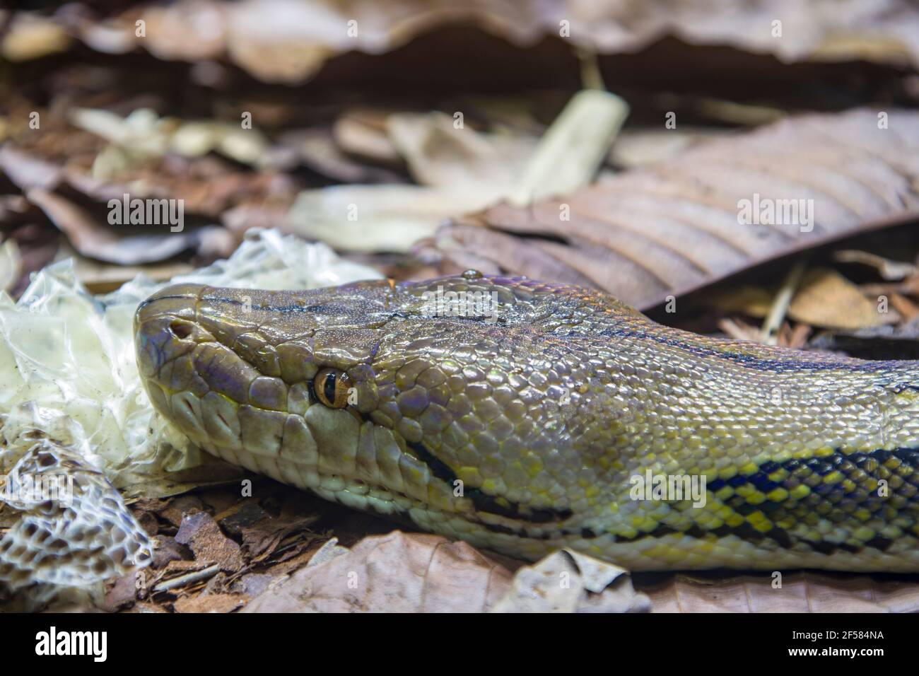 Il pitone reticolato (malayopython reticulatus) è una specie di serpente della famiglia dei ...