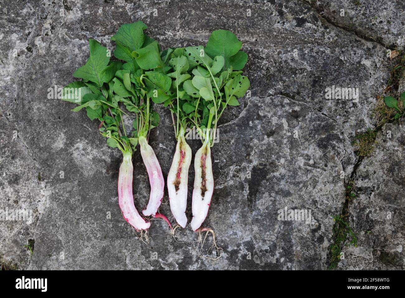 Concisa radice di ravanello immagini e fotografie stock ad alta ...