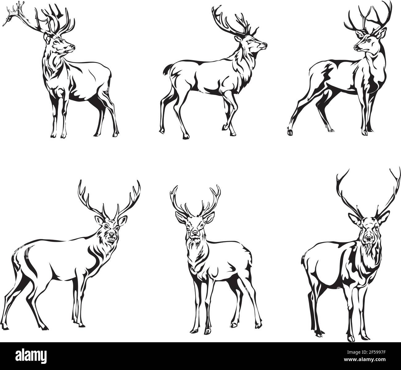 Cervo, disegno di cervo, ritratto, vettore, illustrazione, nero e ...