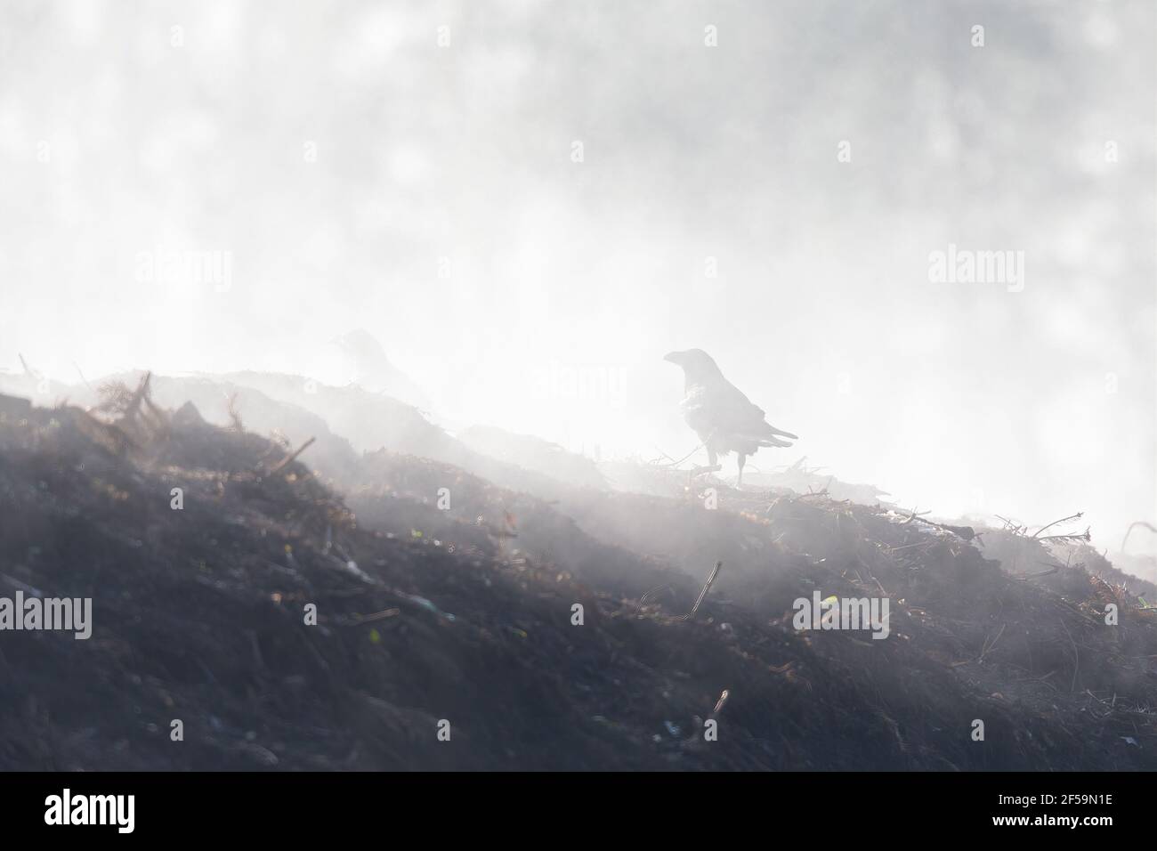 Sagoma di corvo comune immagini e fotografie stock ad alta risoluzione ...