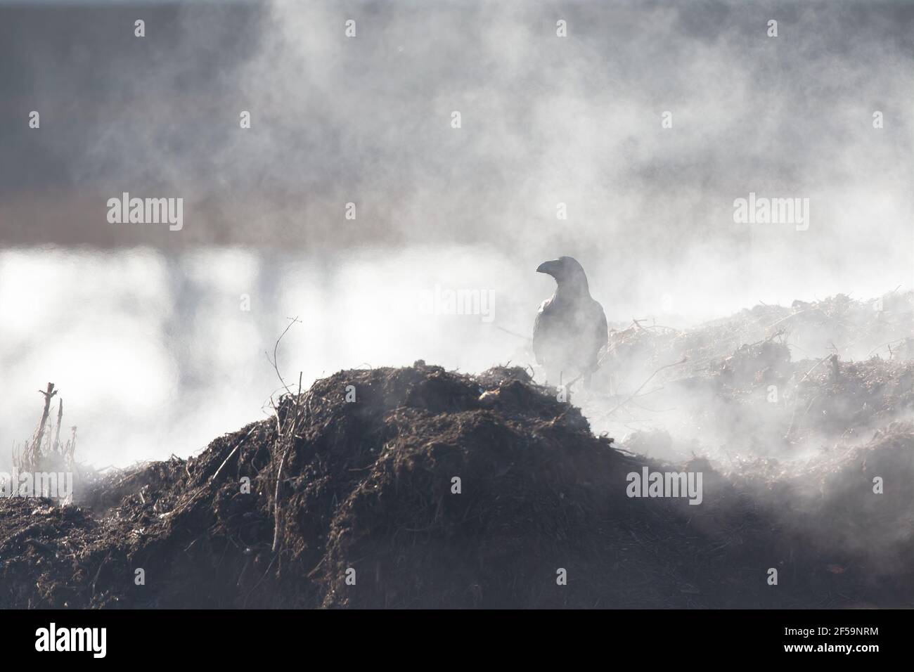 Sagoma di corvo comune immagini e fotografie stock ad alta risoluzione ...
