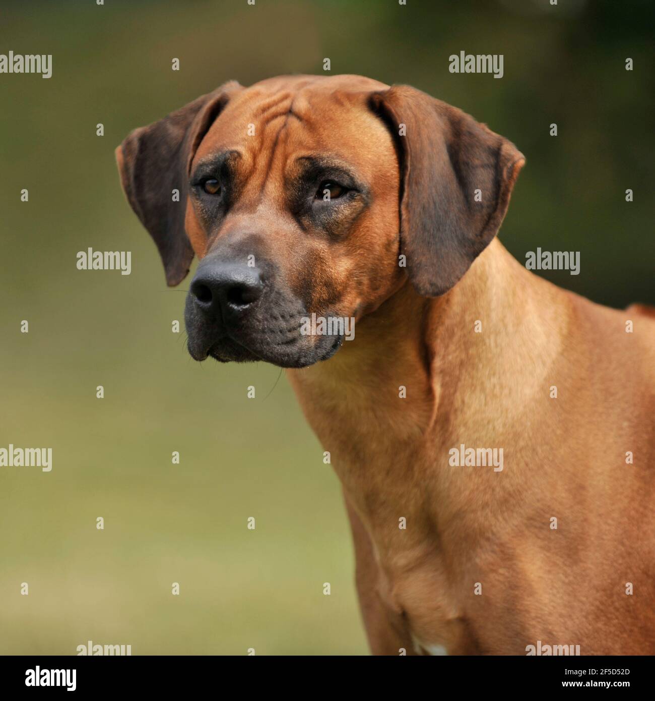 Rhodesian ridgeback immagini e fotografie stock ad alta risoluzione - Alamy