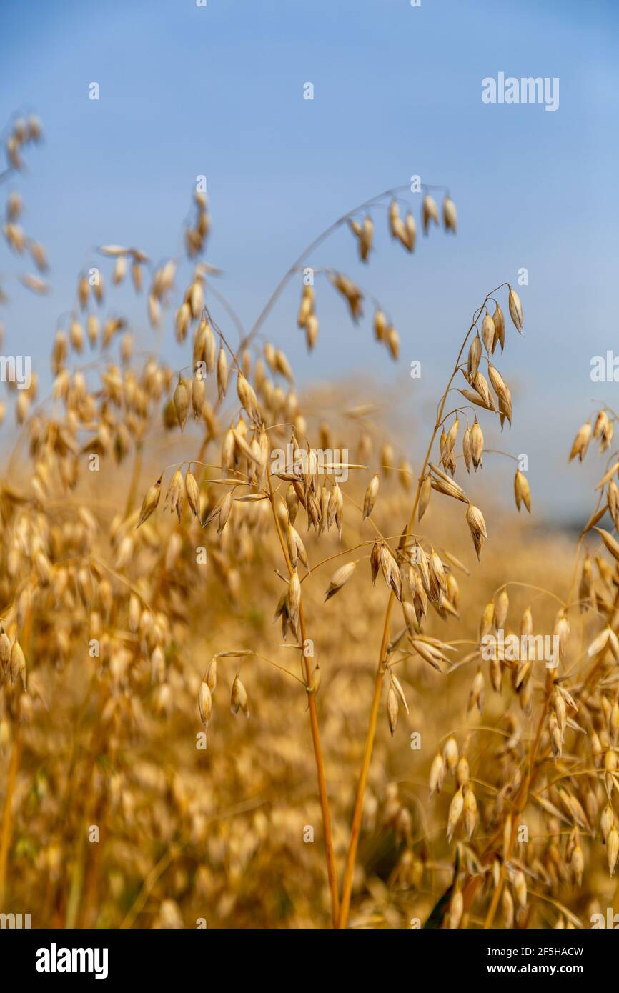 Semi di avena selvatica immagini e fotografie stock ad alta risoluzione ...