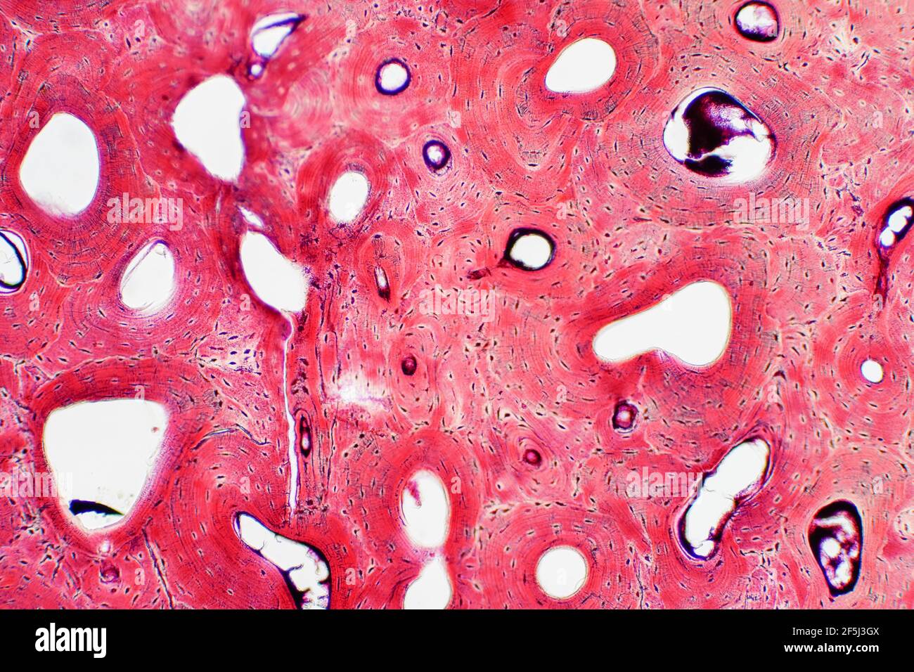 Micrografia leggera immagini e fotografie stock ad alta risoluzione - Alamy