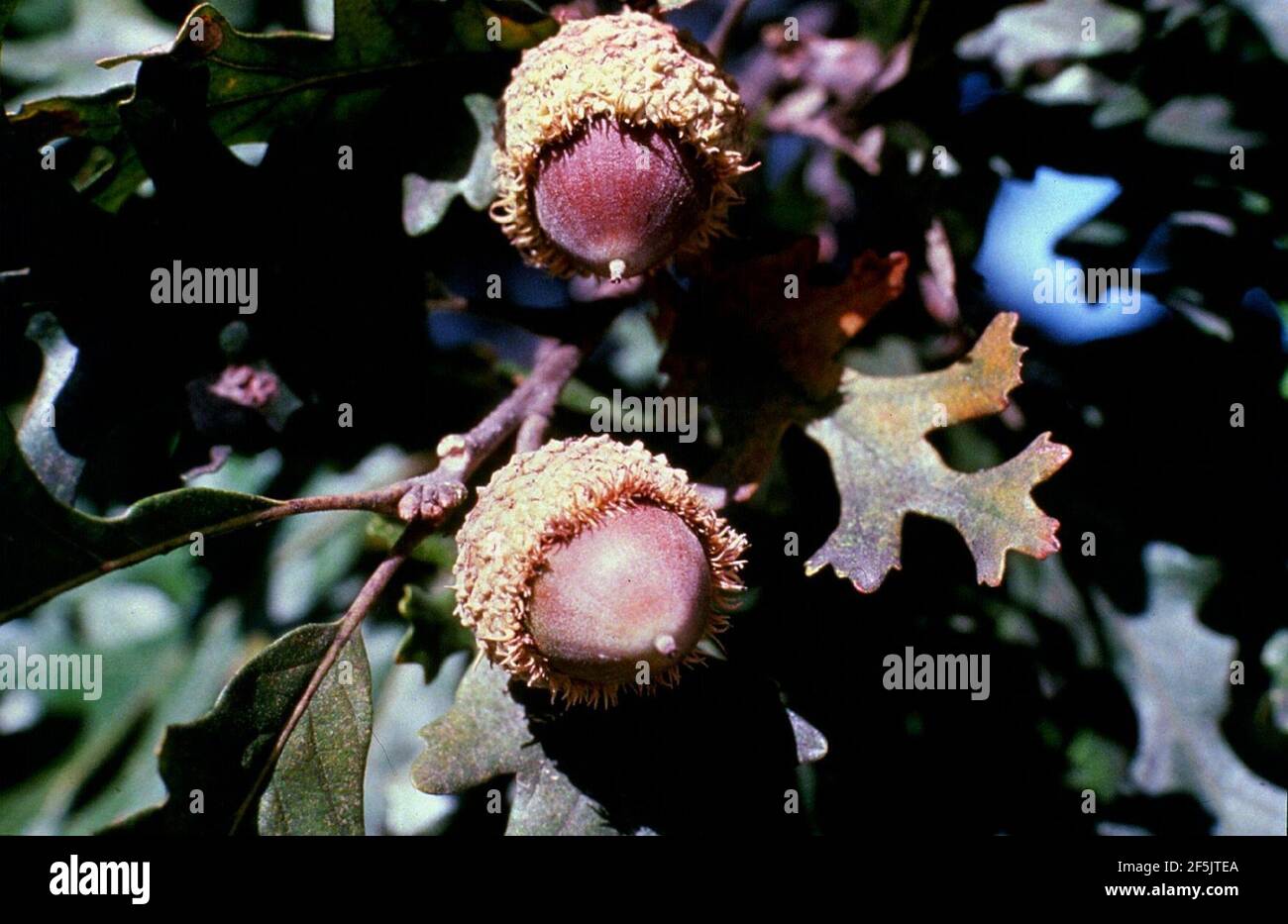 Quercus macrocarpa immagini e fotografie stock ad alta risoluzione - Alamy
