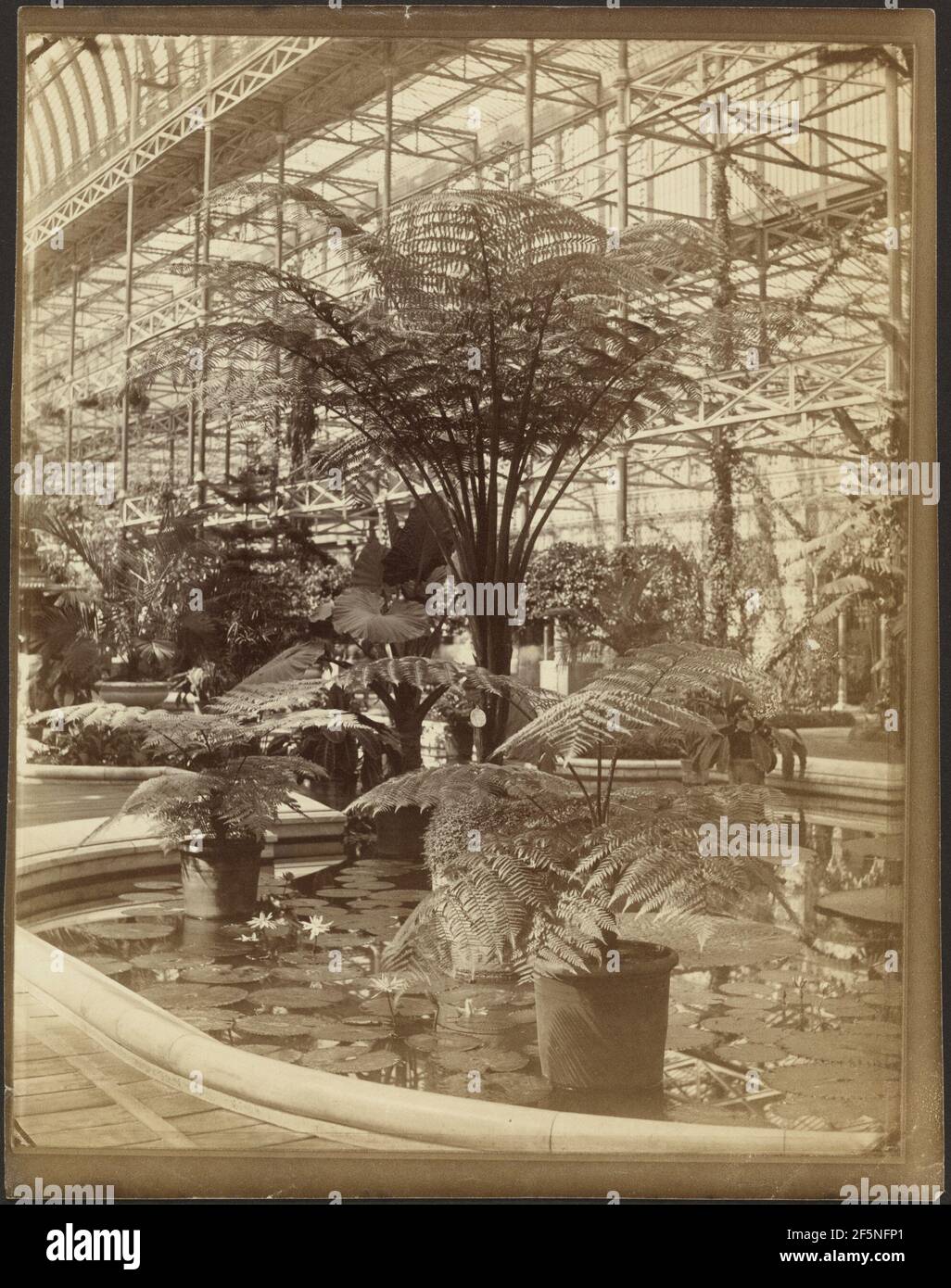 Crystal Palace, Ferns e gigli d'acqua, Tropical Fountain Basin. Philip ...
