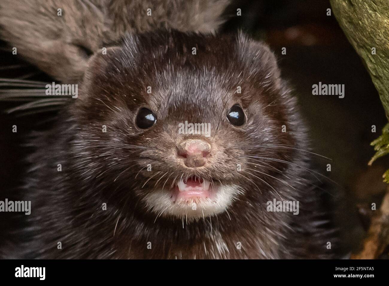 Visone europeo immagini e fotografie stock ad alta risoluzione - Alamy