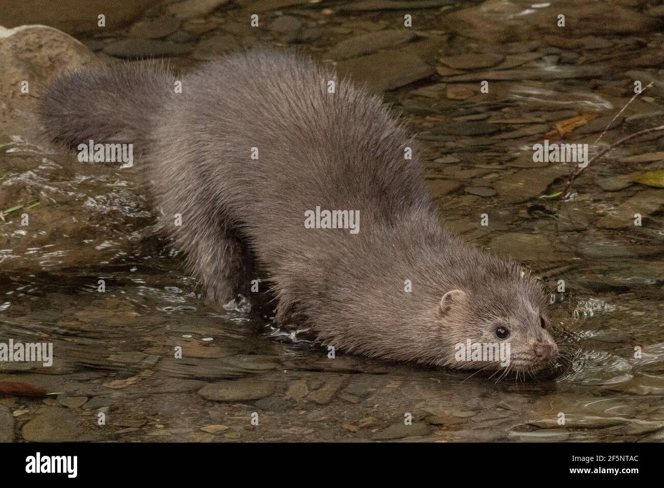 Visone europeo immagini e fotografie stock ad alta risoluzione - Alamy