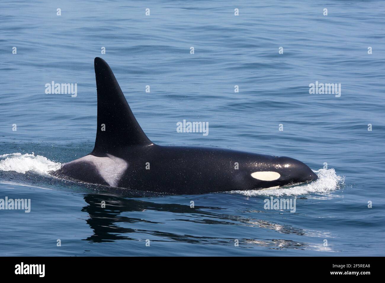 Fauna killer whale immagini e fotografie stock ad alta risoluzione - Alamy