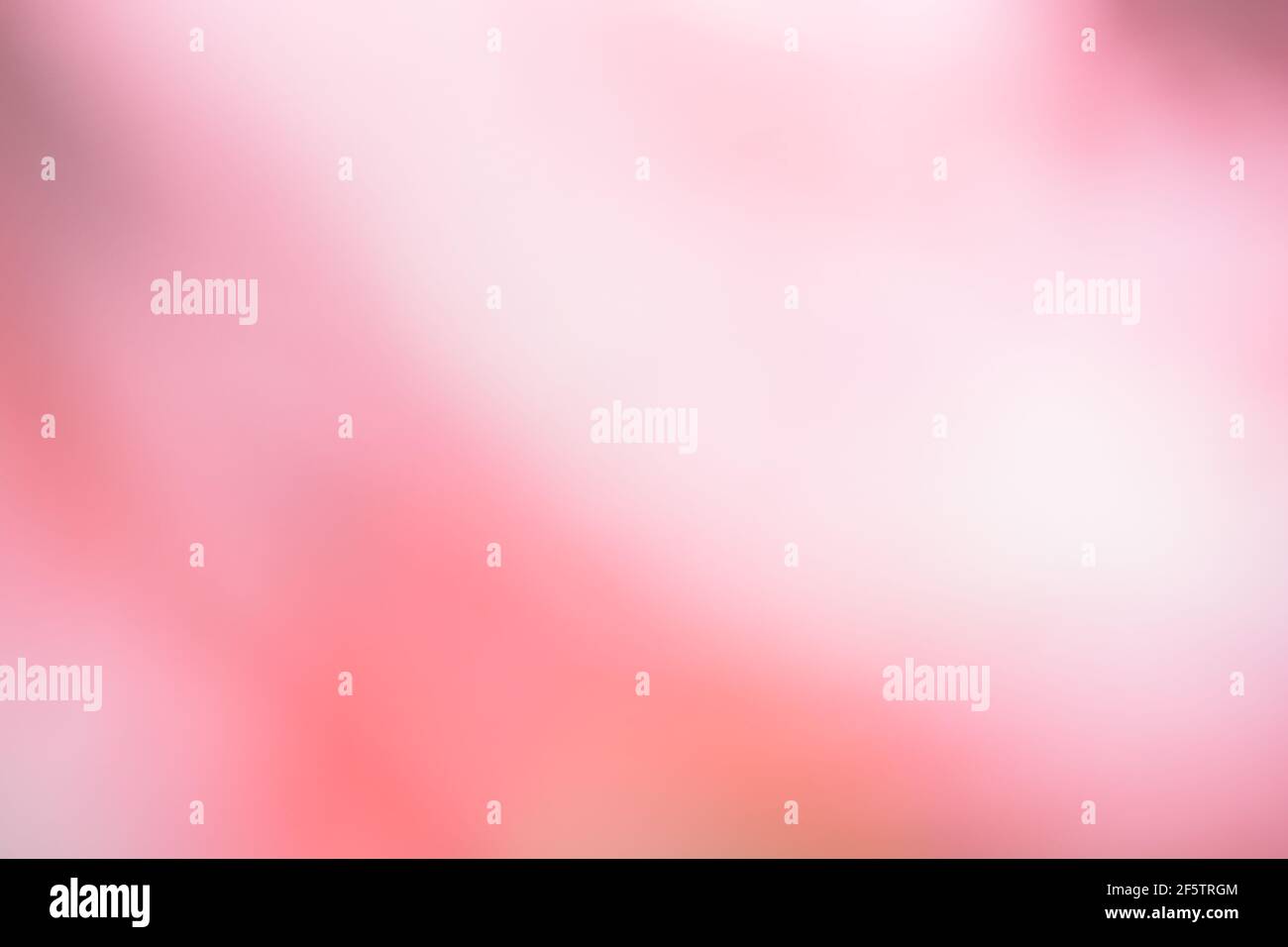 sfondo rosa e bianco sfumato per sfondi e disegni, sfondo chiaro rosa ...