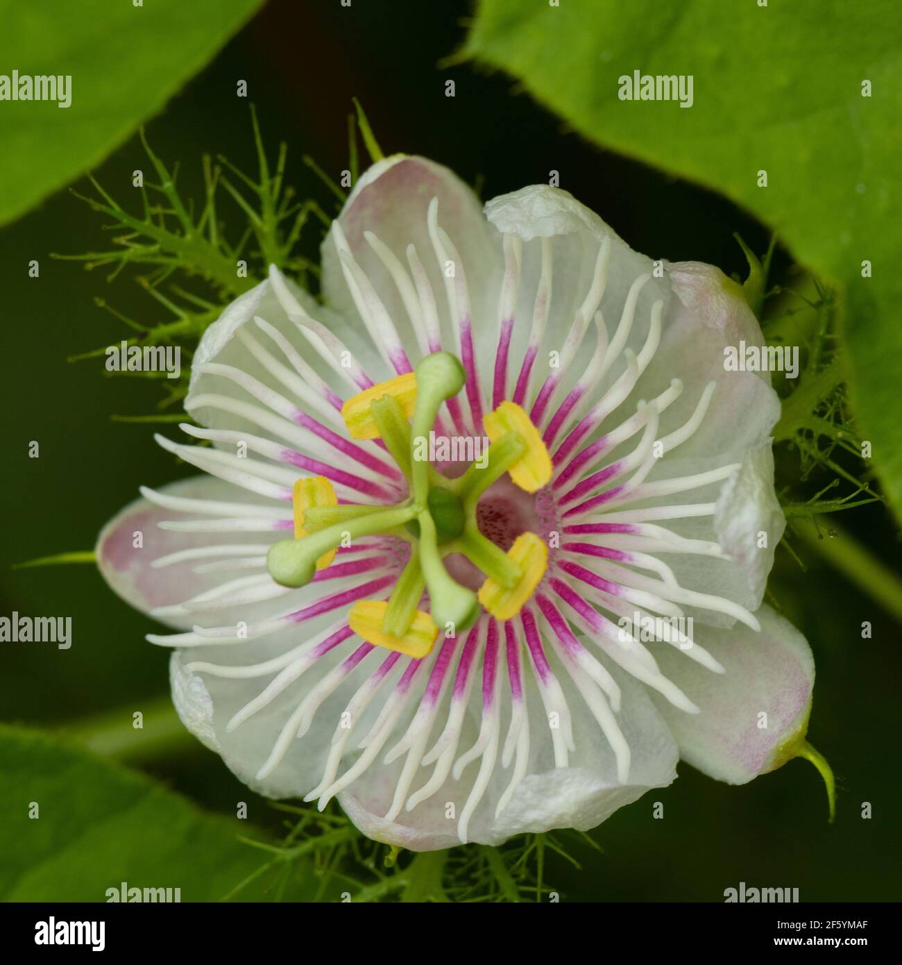 Fiore dall alto immagini e fotografie stock ad alta risoluzione - Alamy