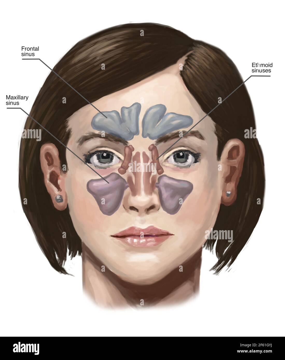 Anatomia del naso e seni paranasali immagini e fotografie stock ad alta ...