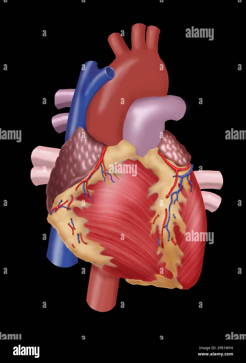 Cuore umano anatomico immagini e fotografie stock ad alta risoluzione ...