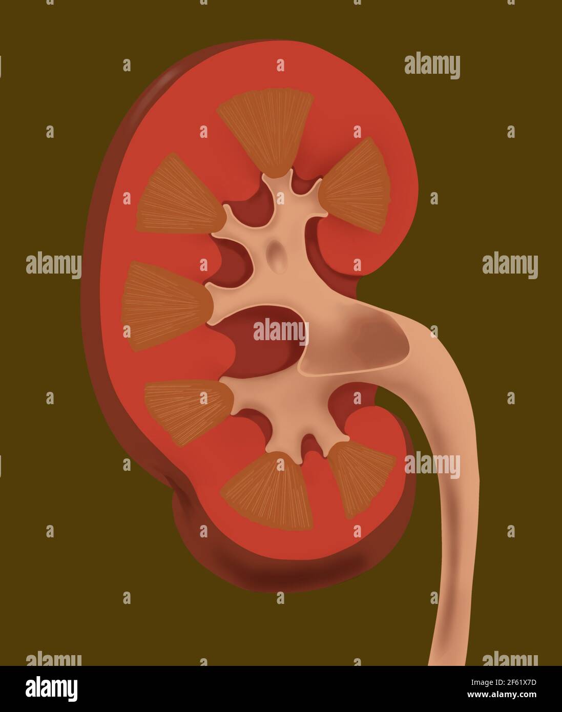 Rene umano anatomia immagini e fotografie stock ad alta risoluzione - Alamy