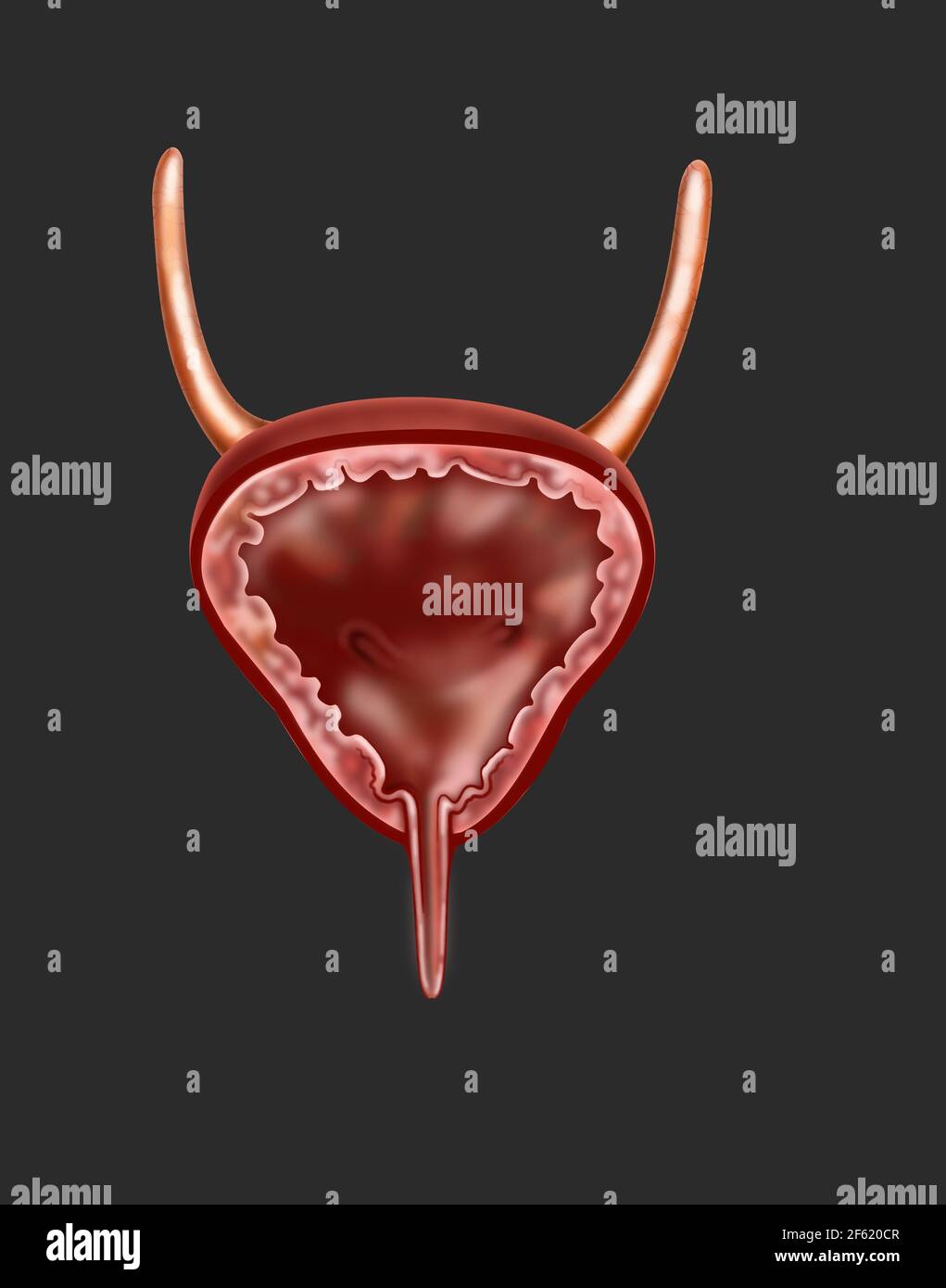 Anatomia vescica immagini e fotografie stock ad alta risoluzione - Alamy