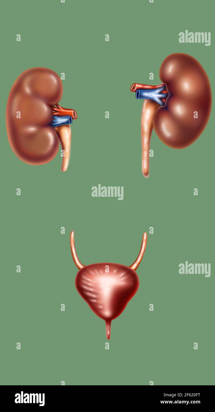 Sistema urinario immagini e fotografie stock ad alta risoluzione - Alamy
