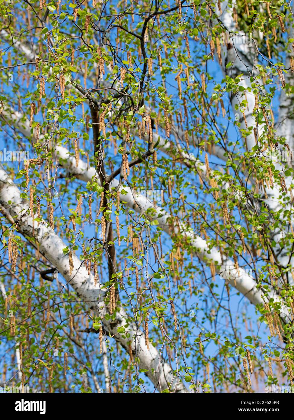 Alberi di betulla pendula immagini e fotografie stock ad alta ...