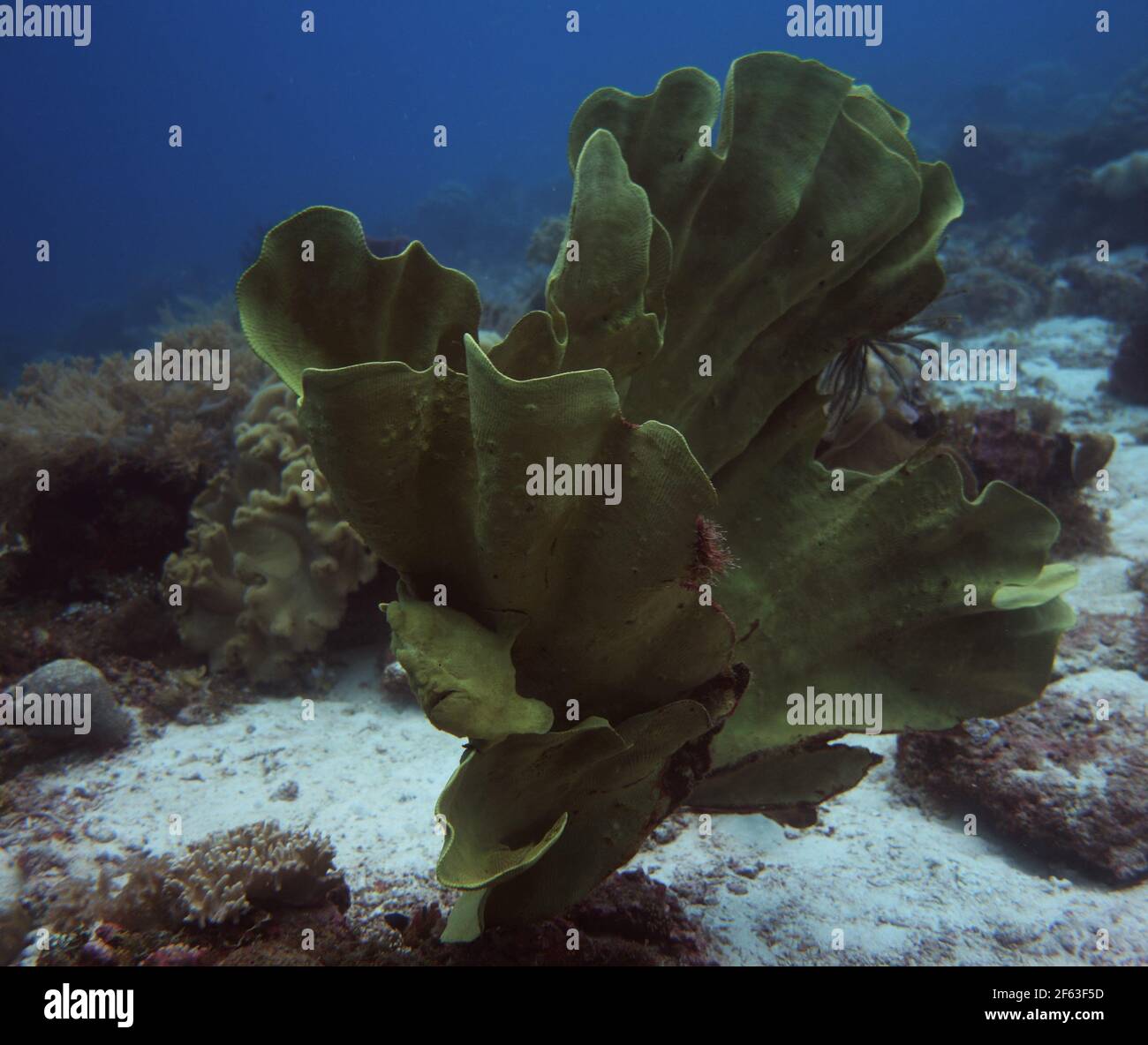 Pesce gigante della rana immagini e fotografie stock ad alta ...