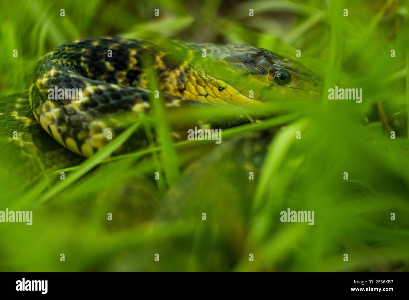 Specie di serpenti carini immagini e fotografie stock ad alta ...