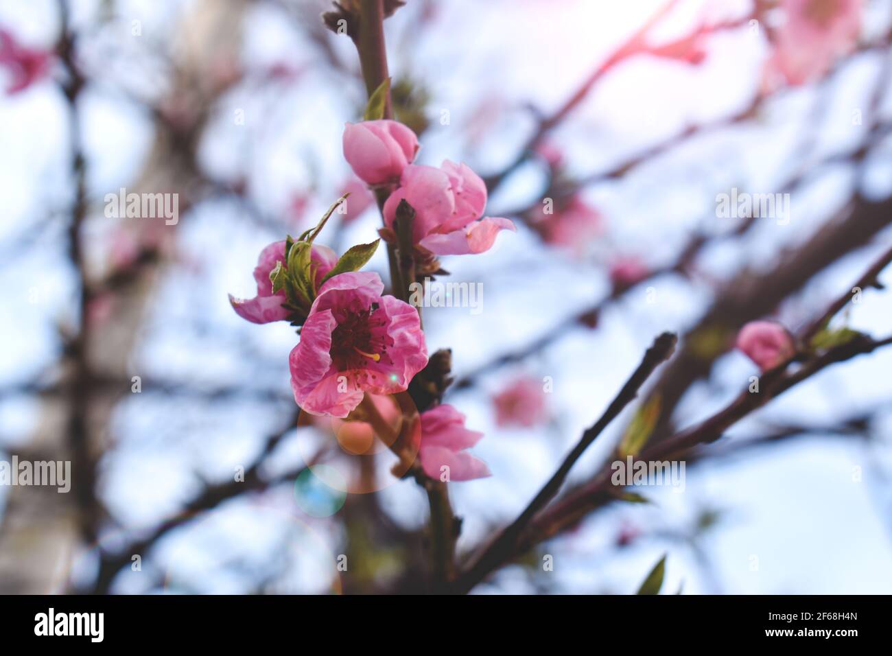Albero di pesco in fiore immagini e fotografie stock ad alta ...