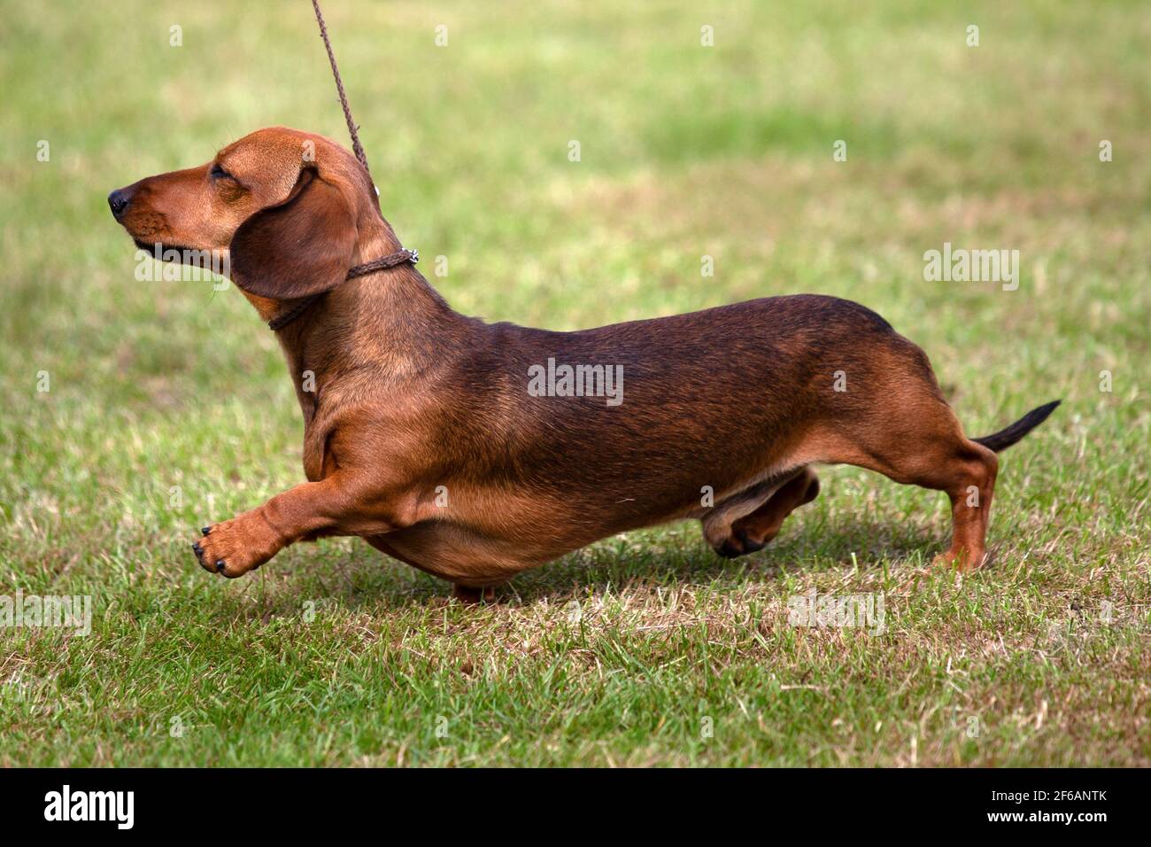 Bassotto in miniatura dai capelli lisci immagini e fotografie stock ad ...