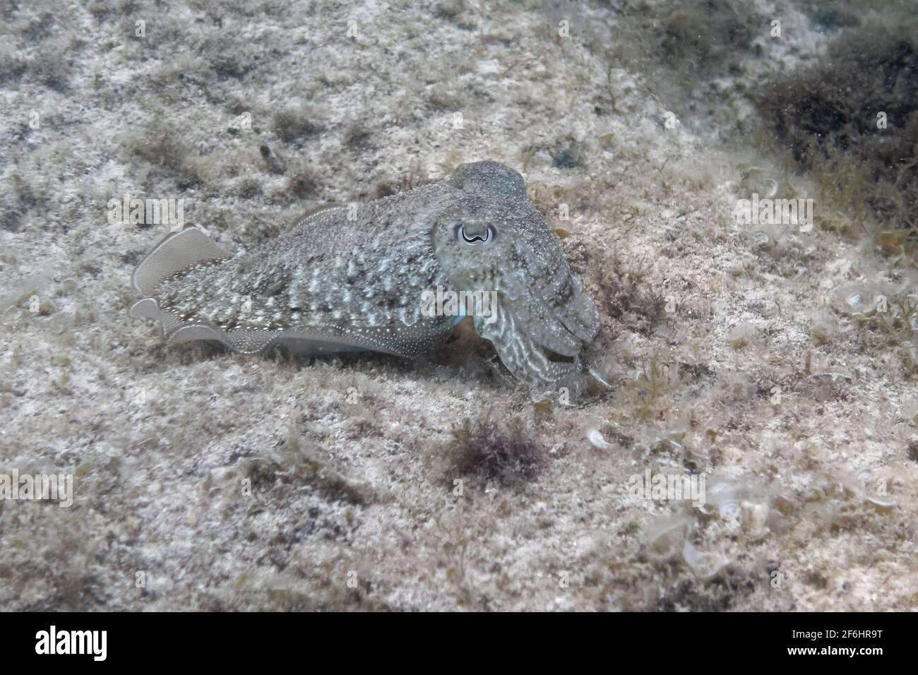 Sepia officinalis immagini e fotografie stock ad alta risoluzione - Alamy