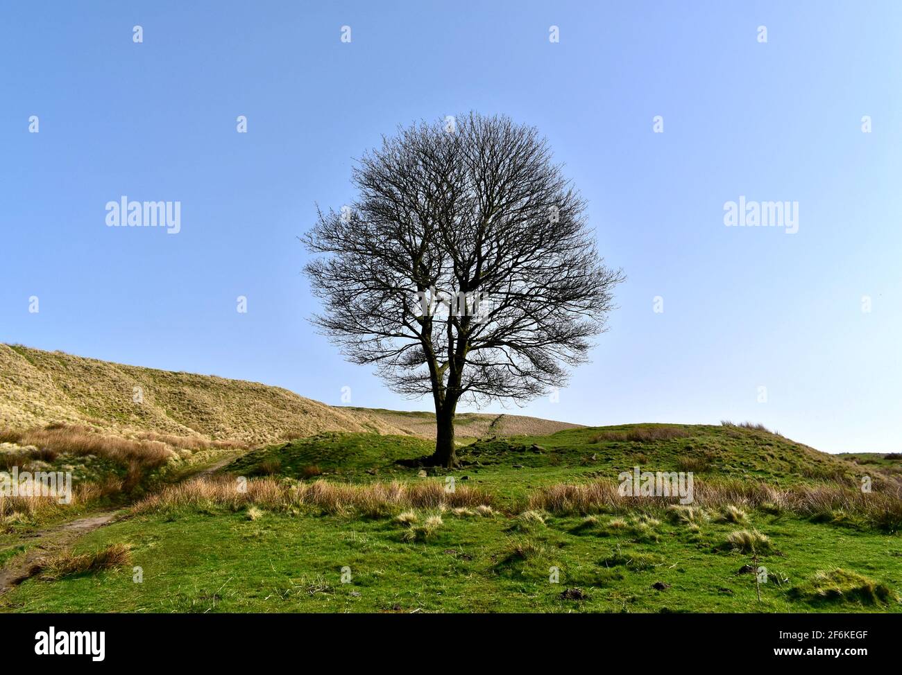 Lone tree immagini e fotografie stock ad alta risoluzione - Alamy