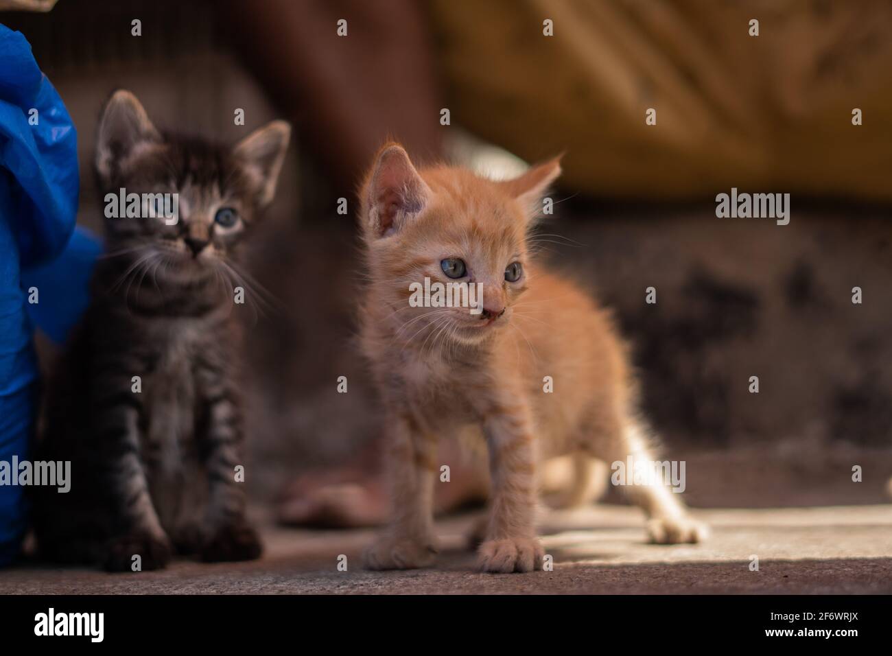 Gatti marroni immagini e fotografie stock ad alta risoluzione - Alamy