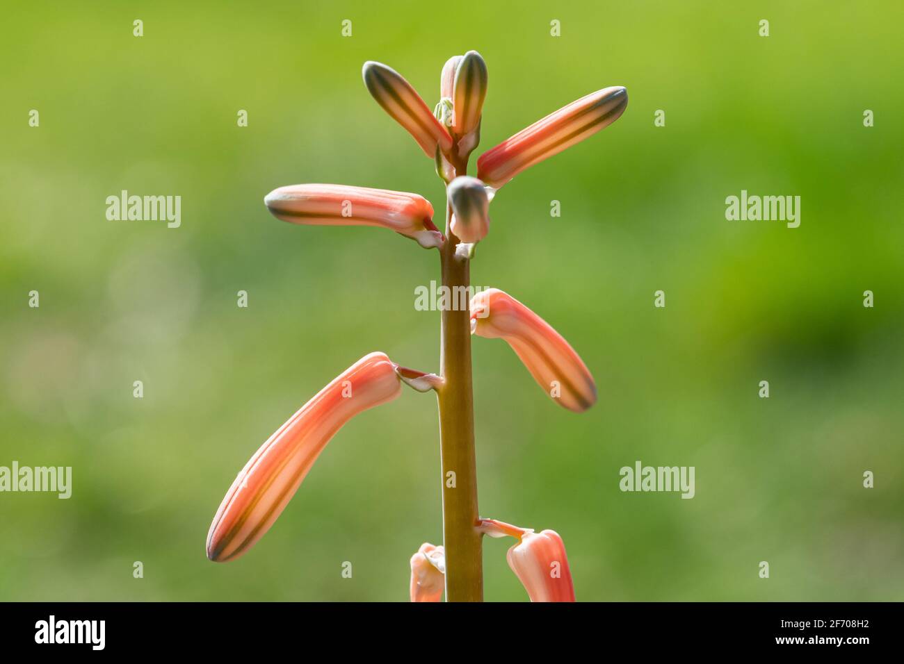 Pianta succulenta con fiori rosa immagini e fotografie stock ad alta ...
