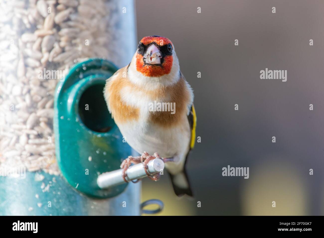 Cardellino uccello da giardino immagini e fotografie stock ad alta ...