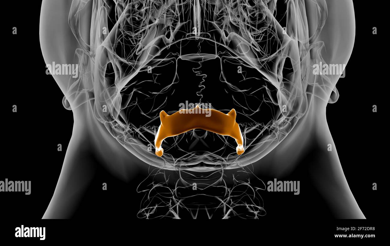 Osso ioide immagini e fotografie stock ad alta risoluzione - Alamy