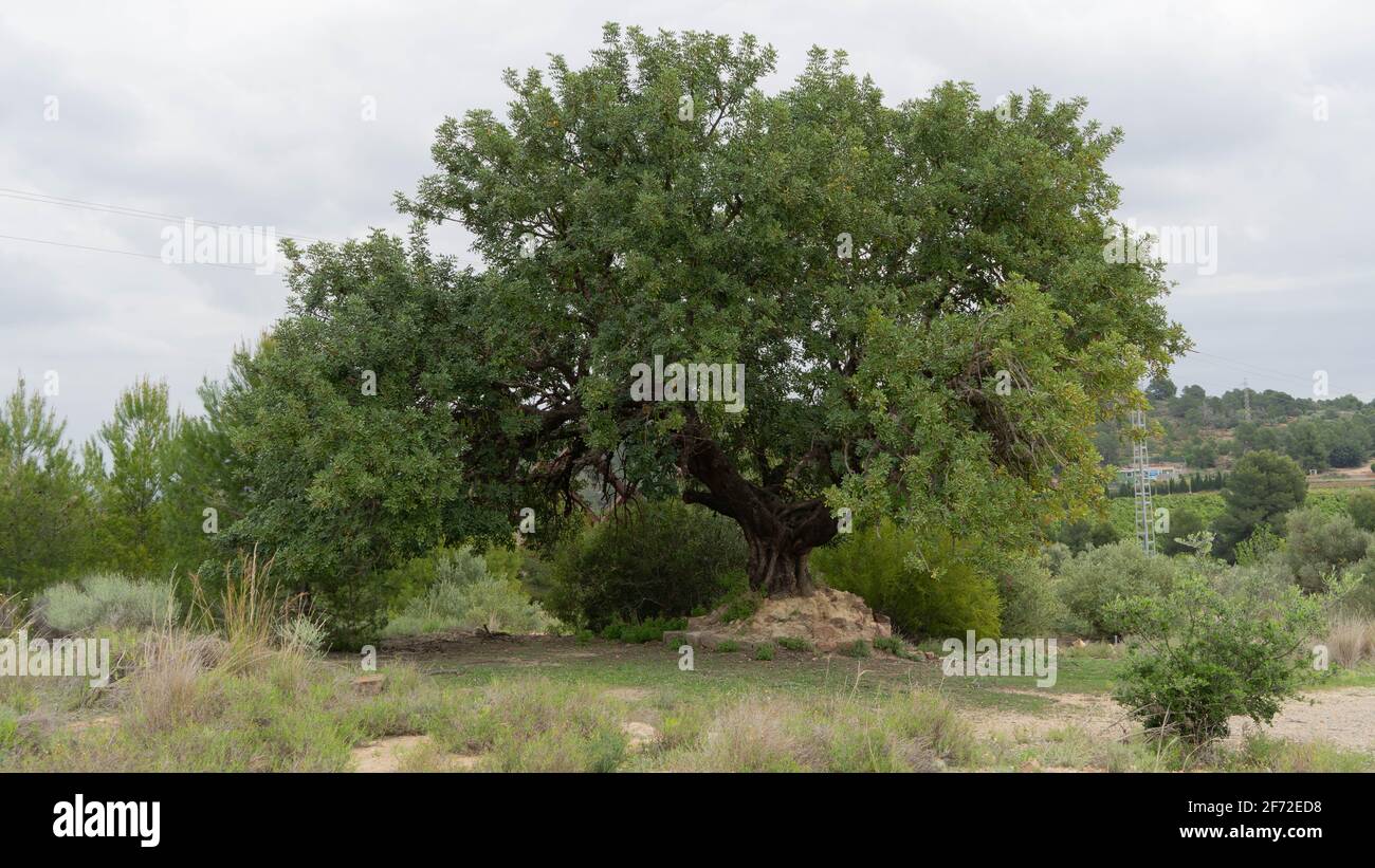 Albero di carrube immagini e fotografie stock ad alta risoluzione - Alamy