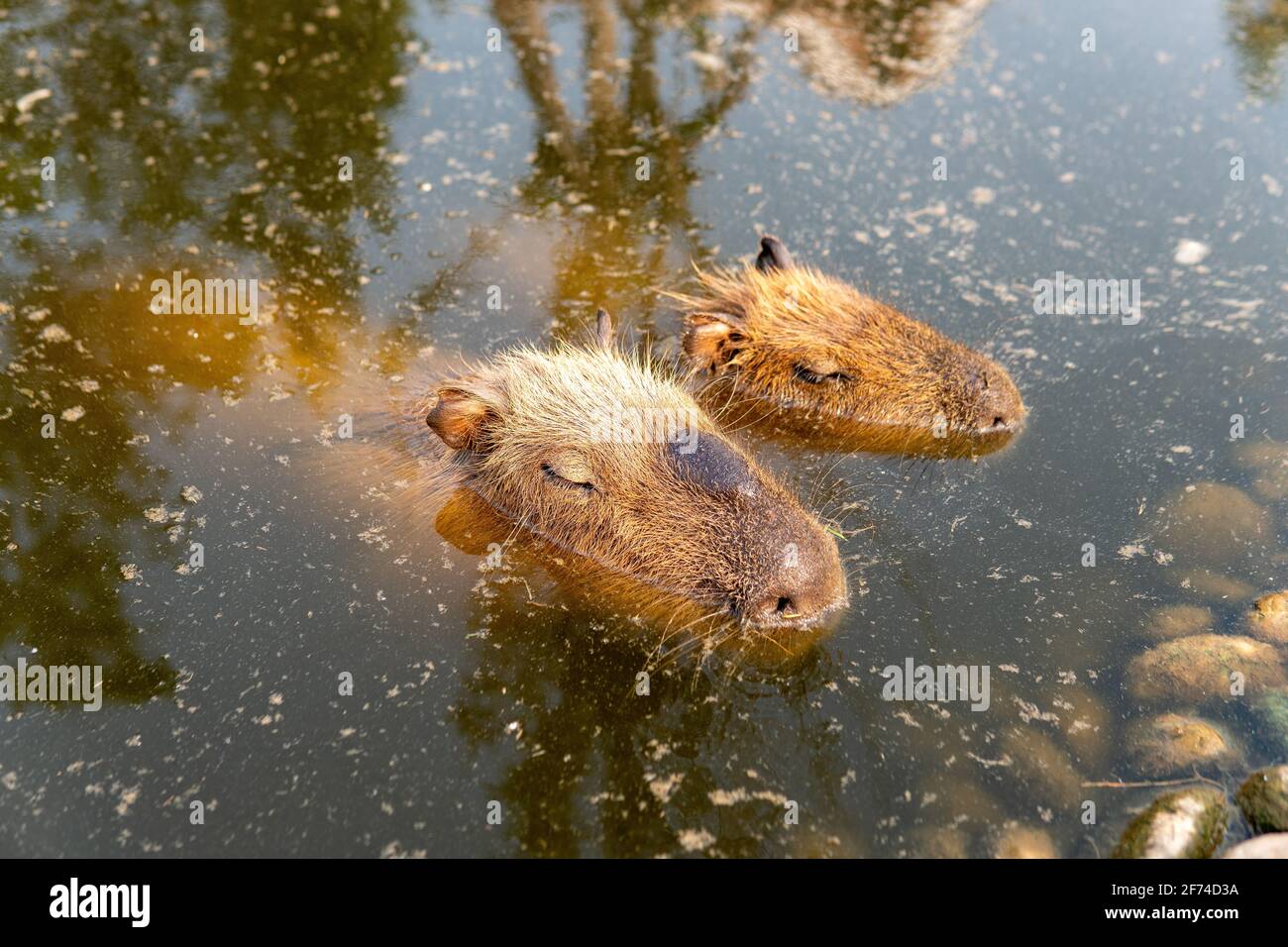 Piccola famiglia di capibara immagini e fotografie stock ad alta ...