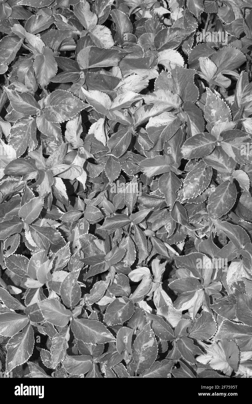 Sfondo texture foglia Foto e Immagini Stock in Bianco e Nero - Alamy