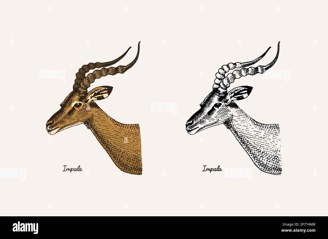 Capriolo disegno Immagini Vettoriali Stock - Alamy