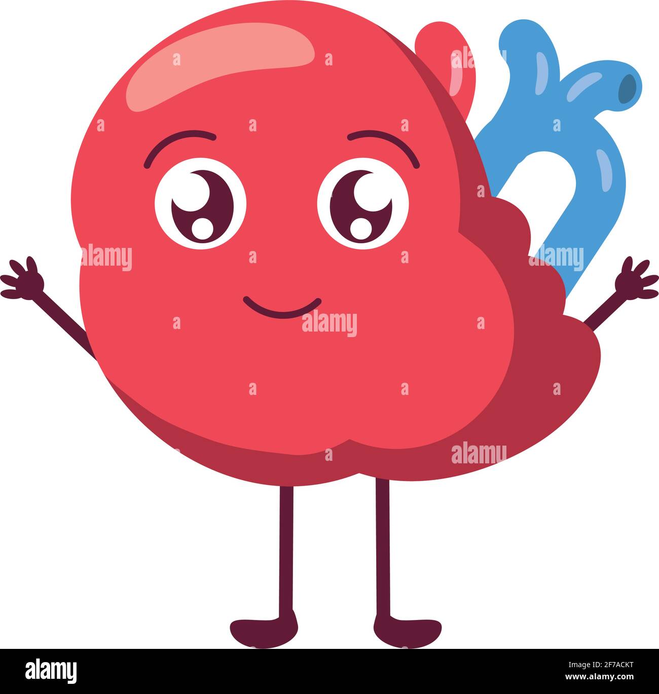 Anatomia Della Milza Immagini e Fotos Stock - Alamy