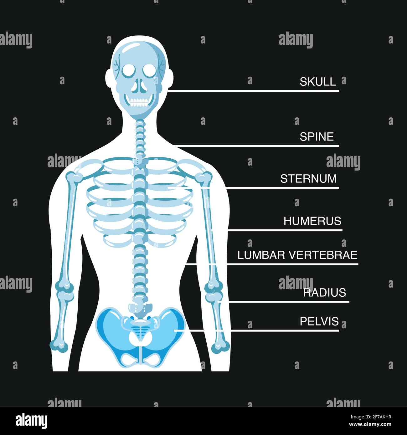 Anatomia dell'osso dello sterno Immagini Vettoriali Stock - Alamy