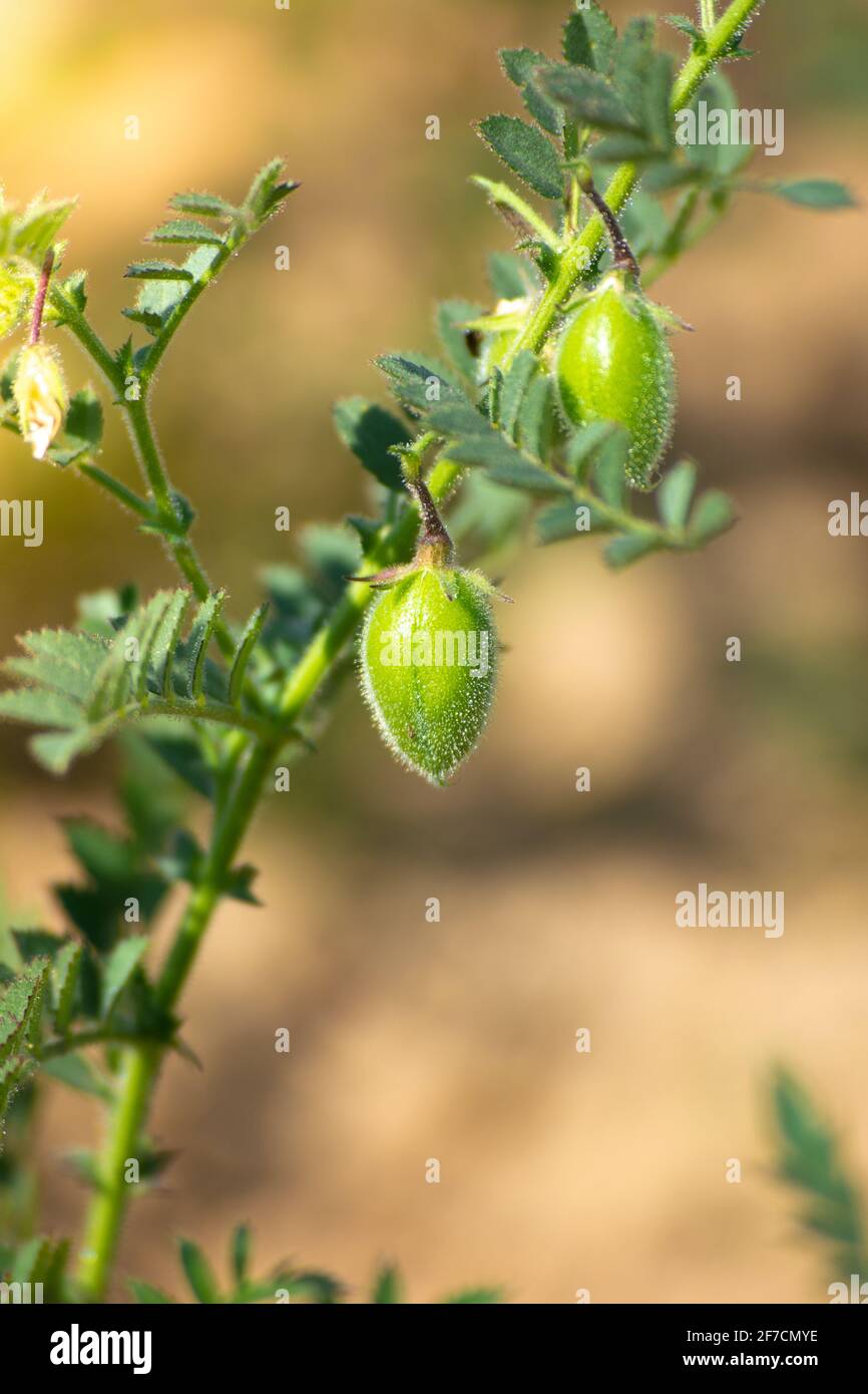 Piante di ceci immagini e fotografie stock ad alta risoluzione - Alamy