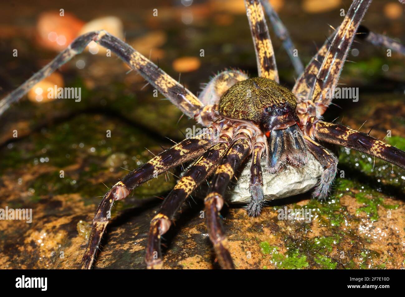 Giant crab spider huntsman spider immagini e fotografie stock ad alta ...
